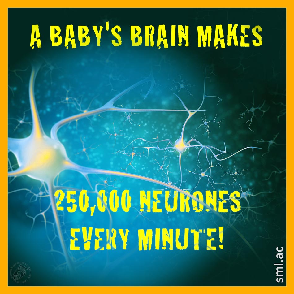 A Baby's Brain Makes 250,000 Neurones Every Minute! | Small Acorn