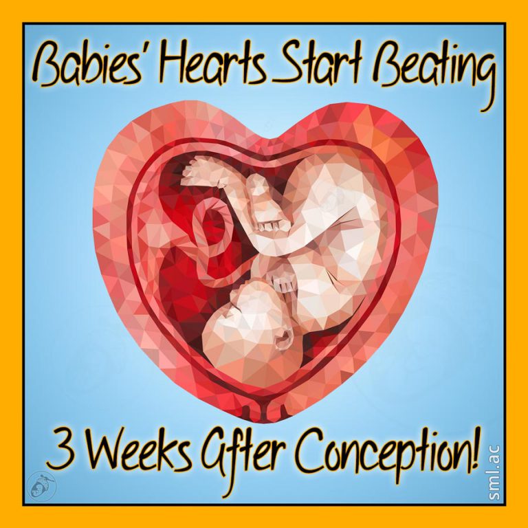 Babies' Hearts Start Beating 3 Weeks After Conception! | Small Acorn