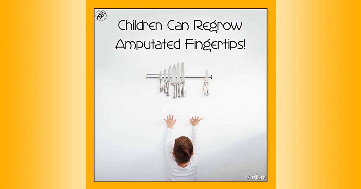 Children Can Regrow Amputated Fingertips! | Small Acorn