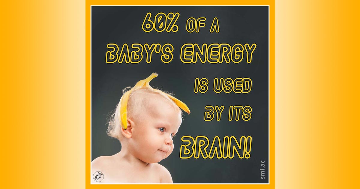 60% of a Baby's Energy Is Used by Its Brain! | Small Acorn