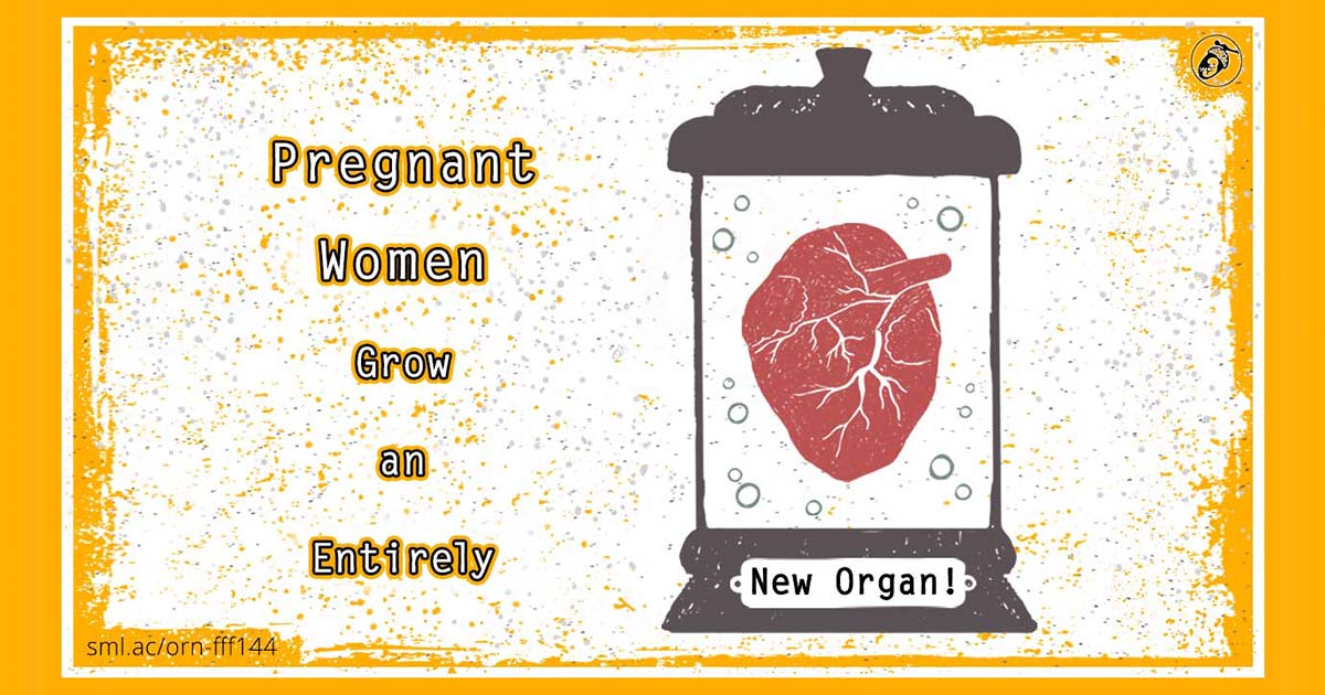 Pregnant Women Grow an Entirely New Organ! | Small Acorn